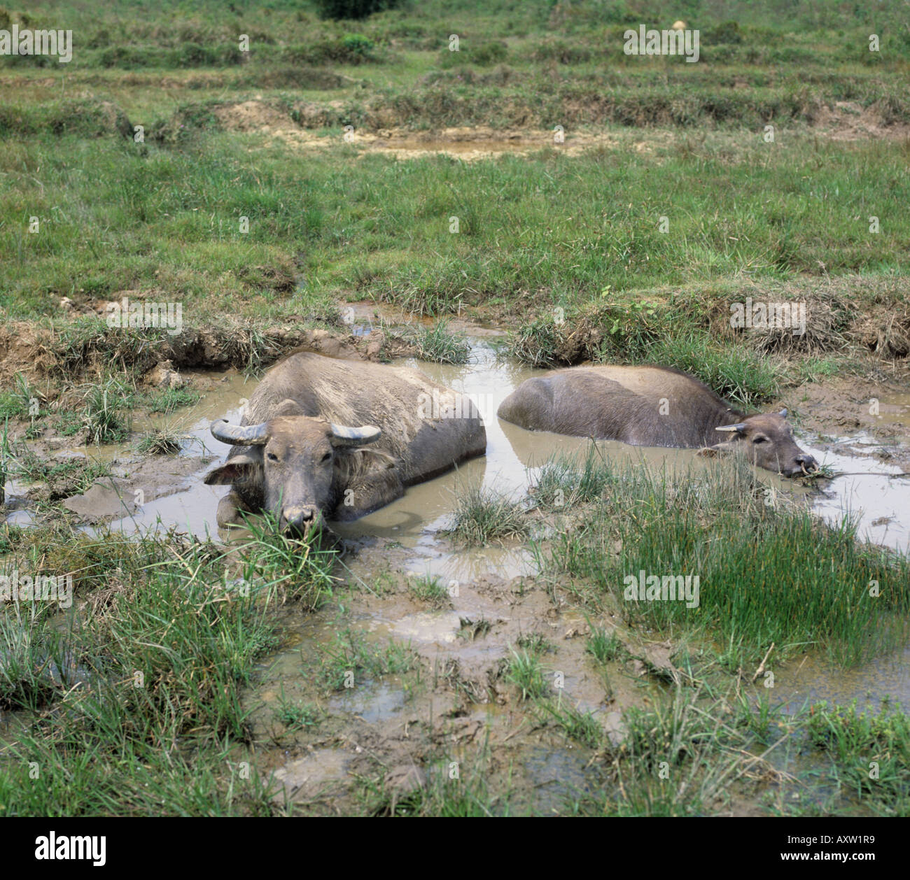 Water buffalo in philippines hi-res stock photography and images - Alamy