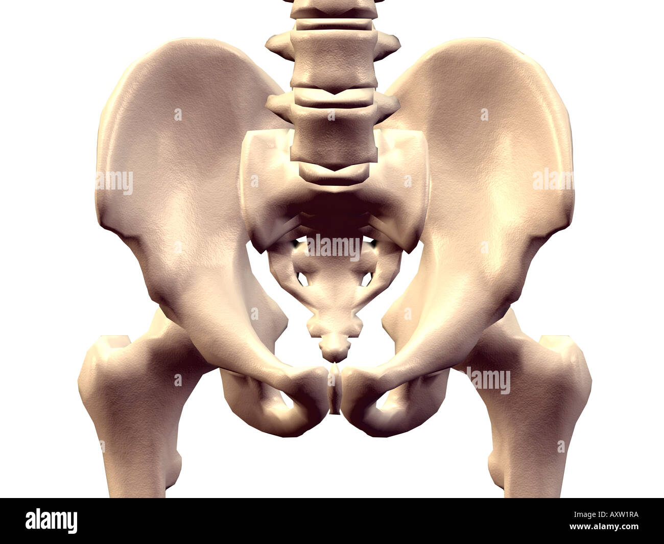 Human pelvis shot hi-res stock photography and images - Alamy