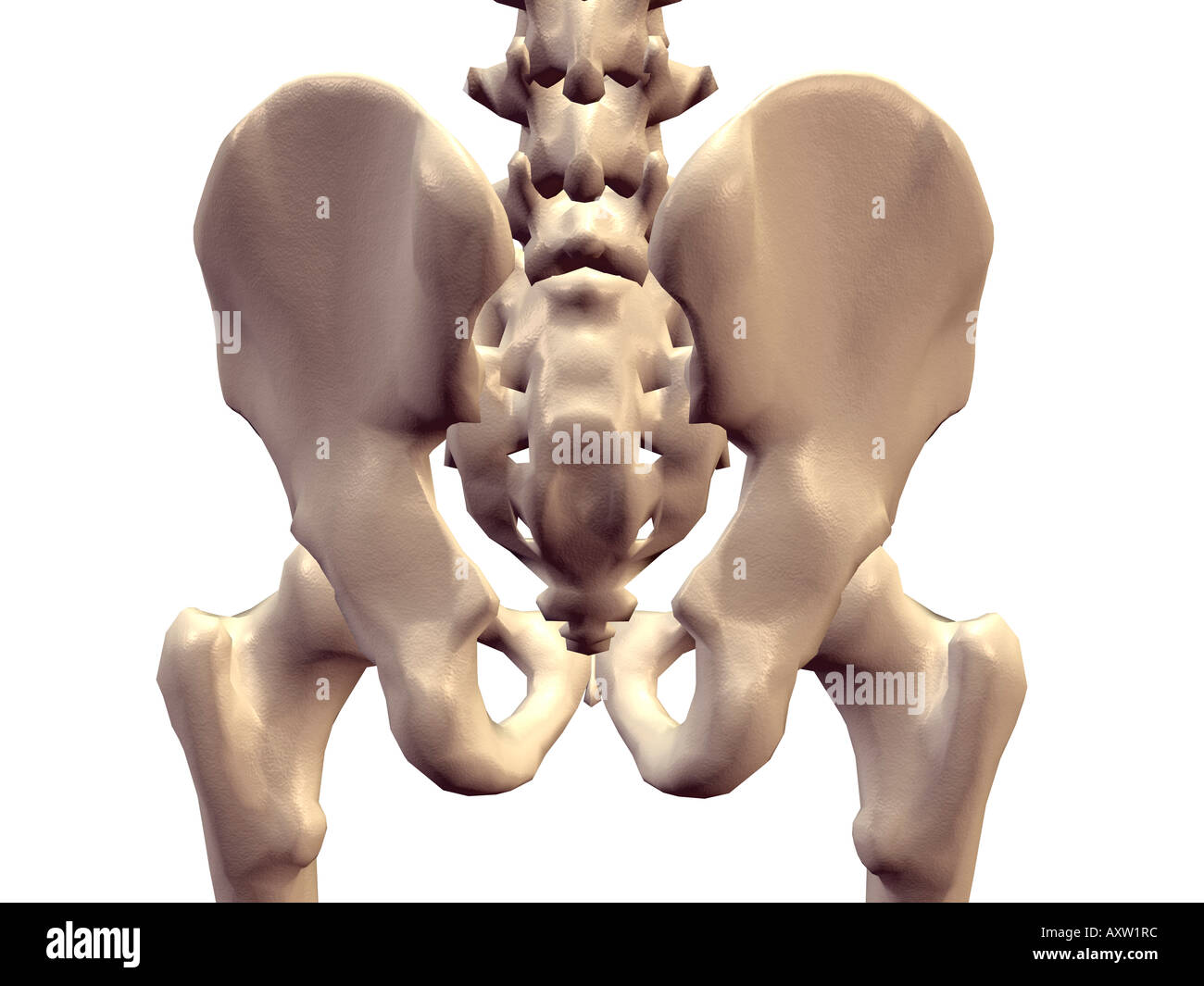Symphysis pubis hi-res stock photography and images - Alamy