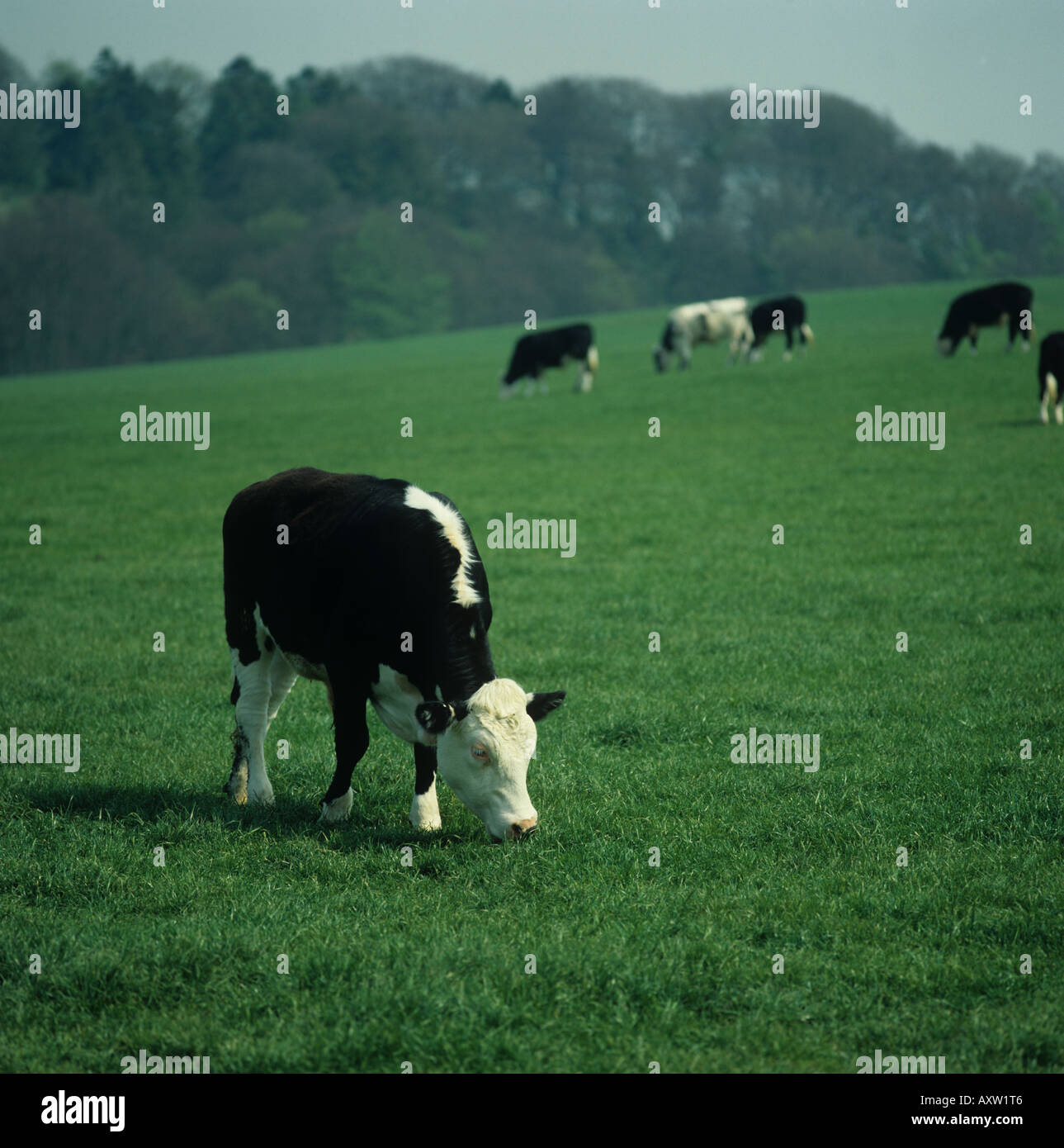 Hereford x Friesian steer on good pasture Stock Photo - Alamy