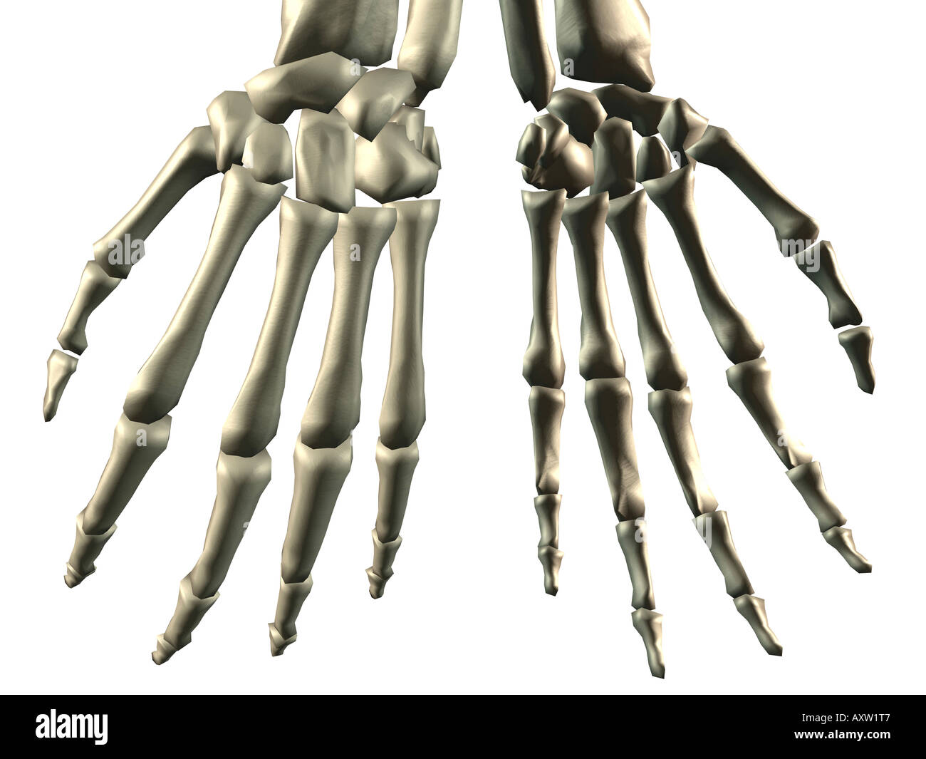 Close-up of a skeleton of human fingers Stock Photo - Alamy
