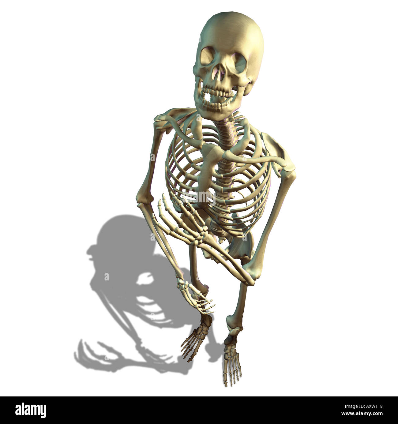 Human Spine Shadow High Resolution Stock Photography and Images - Alamy