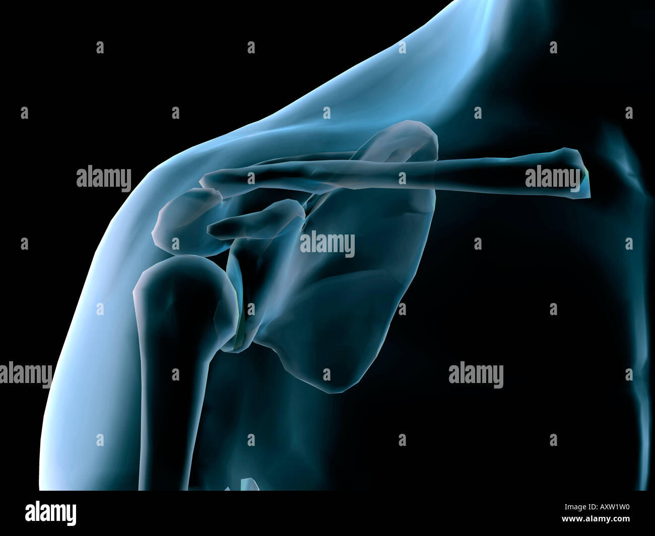 Ray shot shoulder human hi-res stock photography and images - Alamy