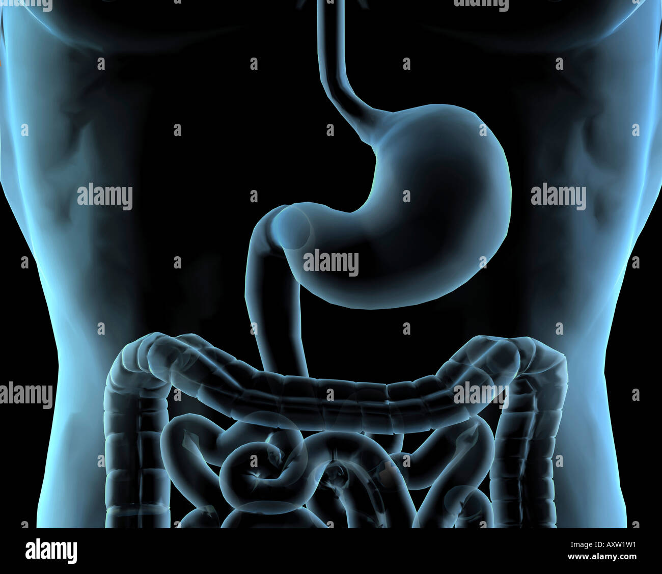 X-ray of a stomach Stock Photo - Alamy