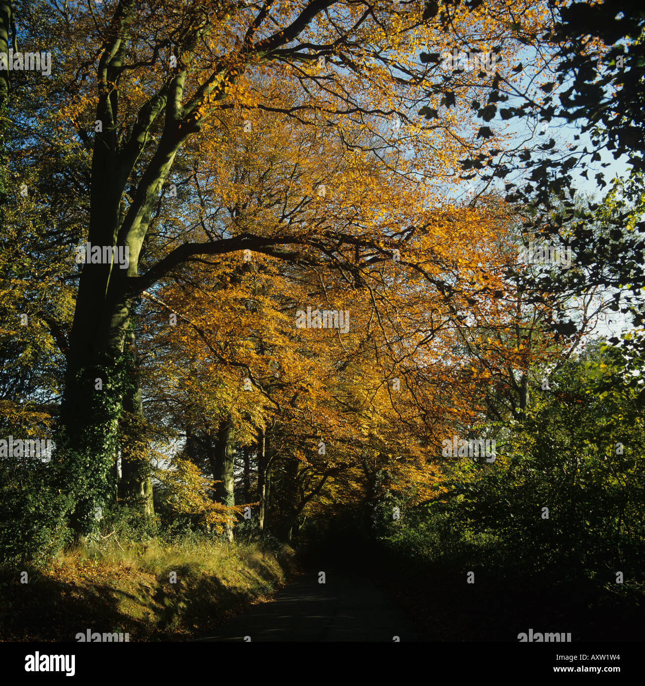 Beech Fagus sylvatica trees in full autumn colour Stock Photo - Alamy