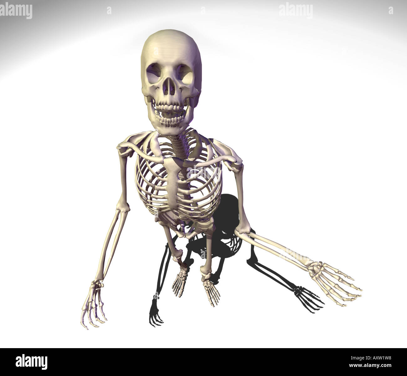 High angle view of the human skeleton Stock Photo - Alamy