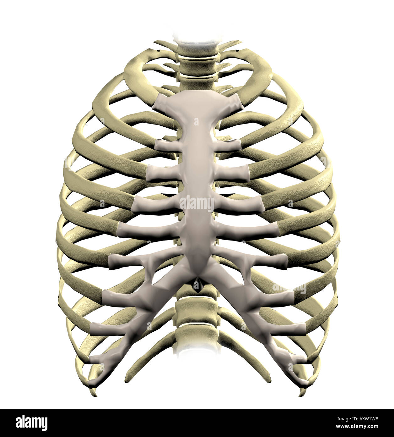 Ribcage hi-res stock photography and images - Alamy