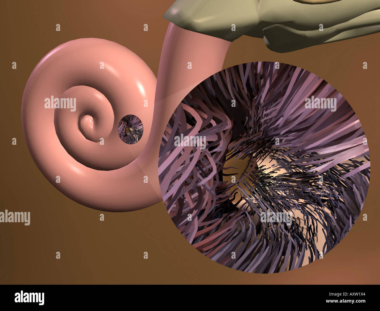 What Is Inside The Cochlea