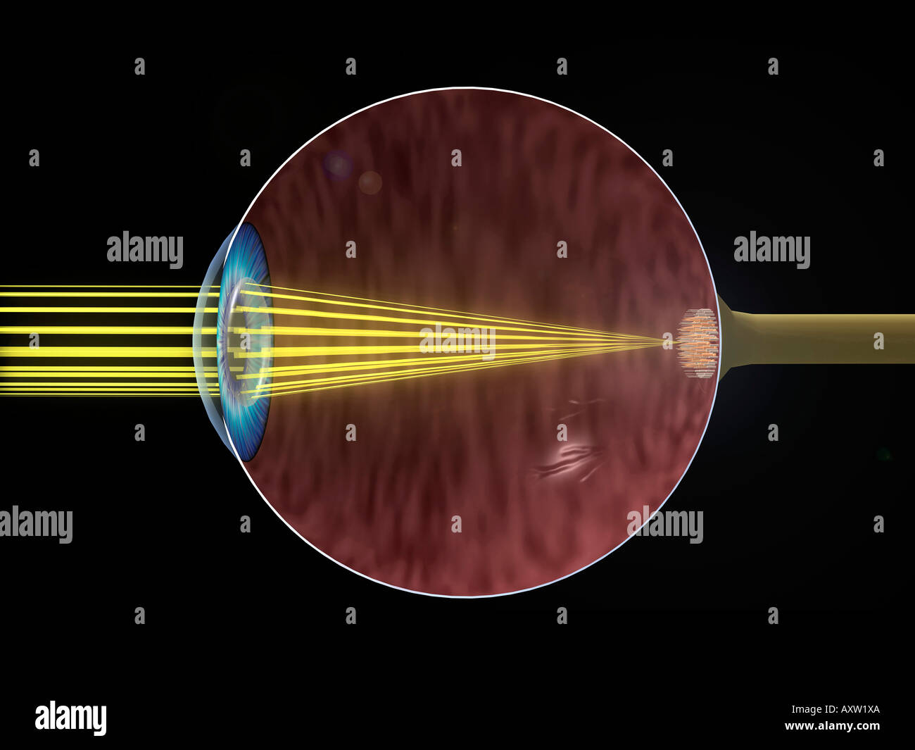 Vision physiology hi-res stock photography and images - Alamy