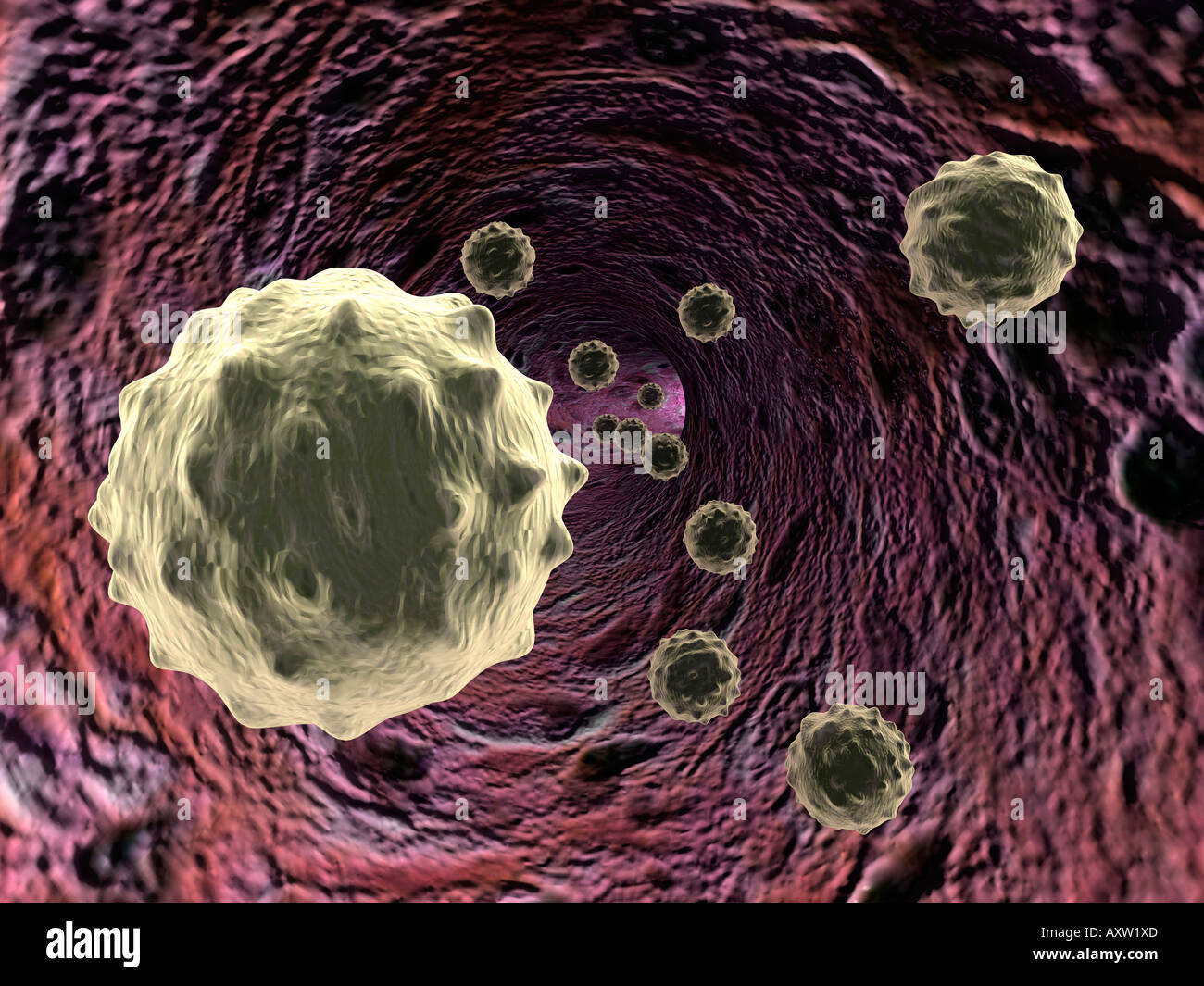 White Blood Cells Stock Photo - Alamy
