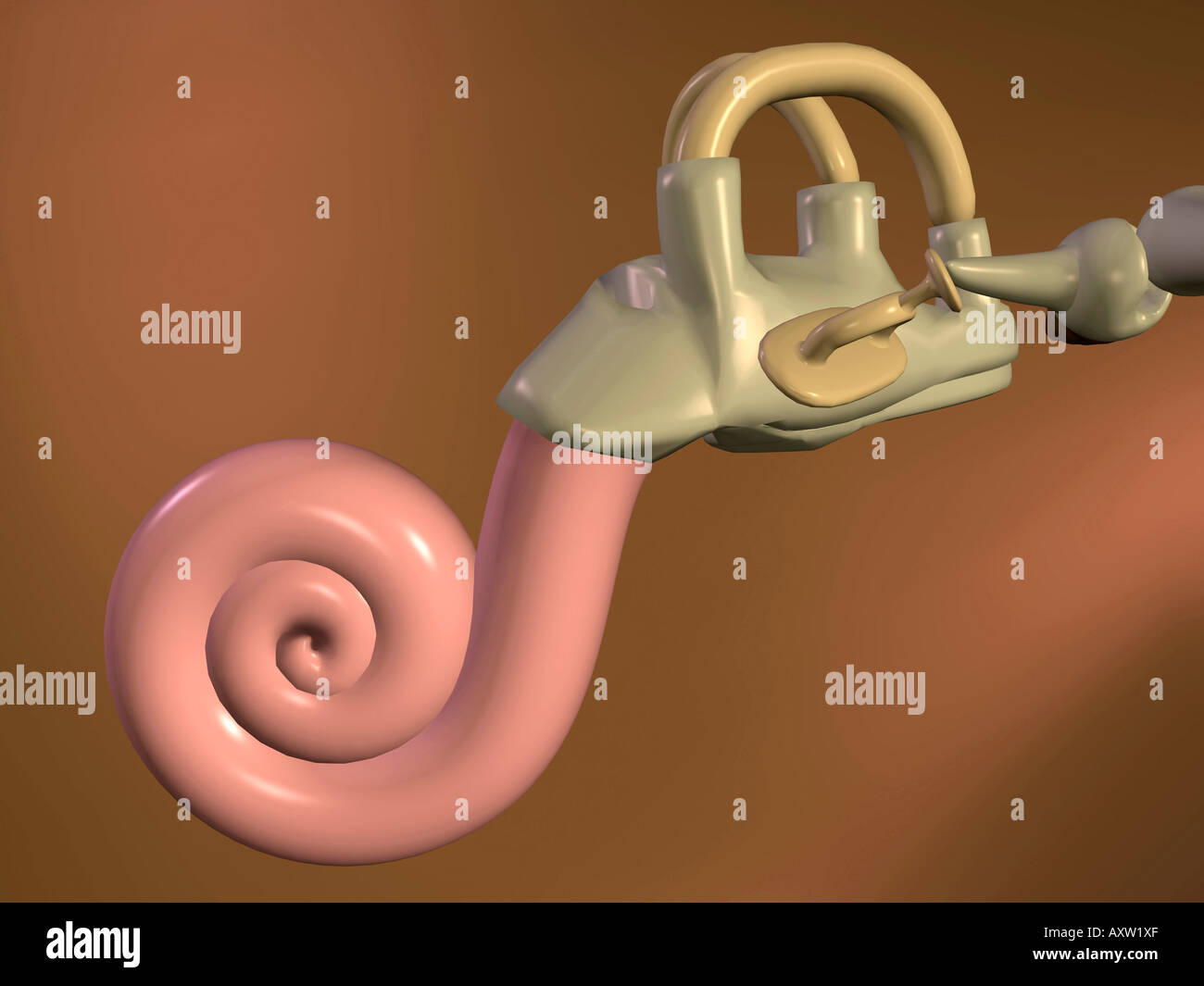 Scala vestibuli hi-res stock photography and images - Alamy