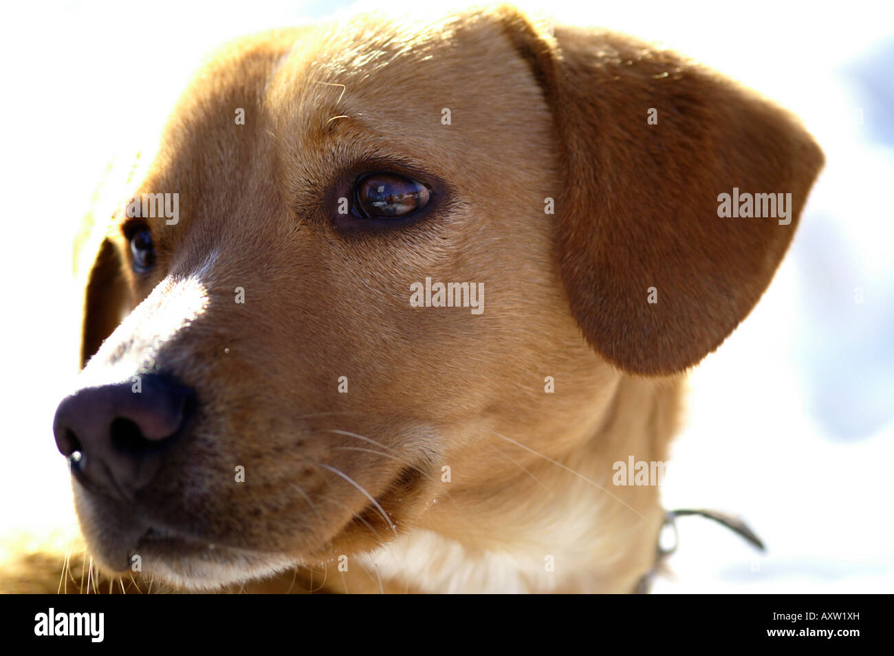 yellow dog sad face portrait detail eyew ear muzzle head Stock Photo ...