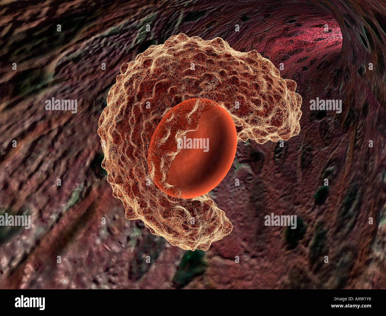 Macrophage hi-res stock photography and images - Alamy