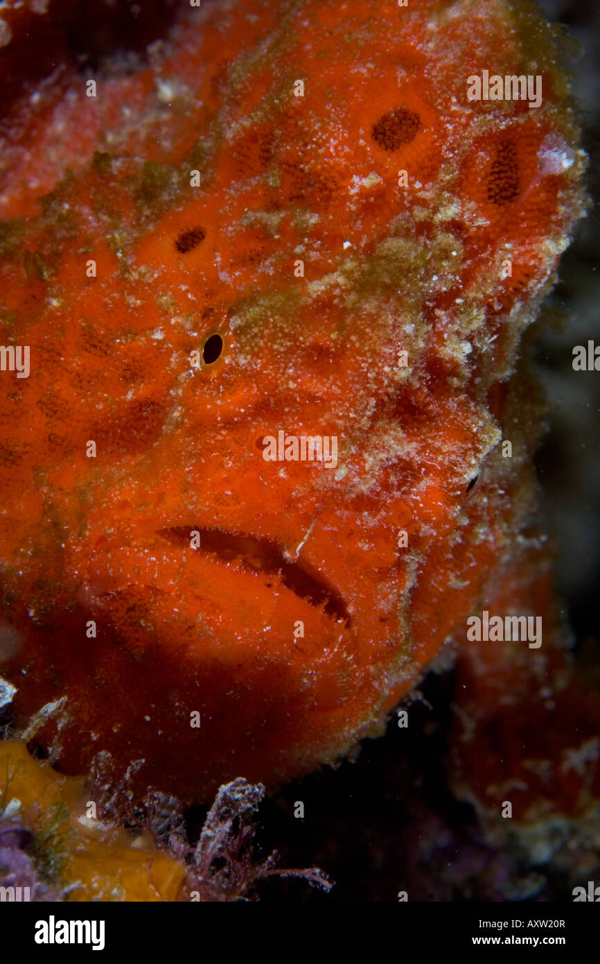 Orange Frogfish (Antennariidae) close-up taken in Bonaire, Netherland ...