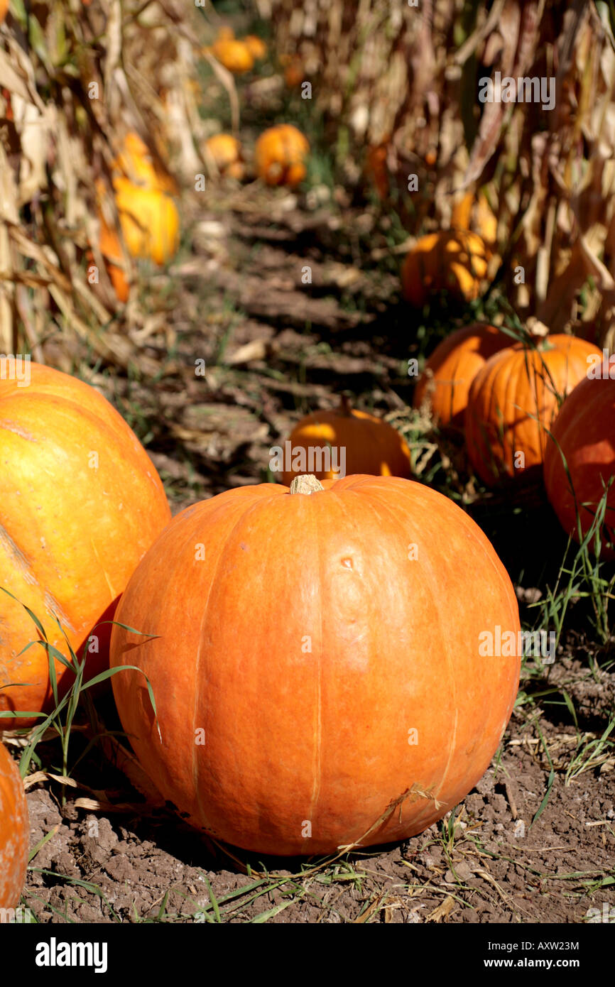 Few corn hi-res stock photography and images - Alamy
