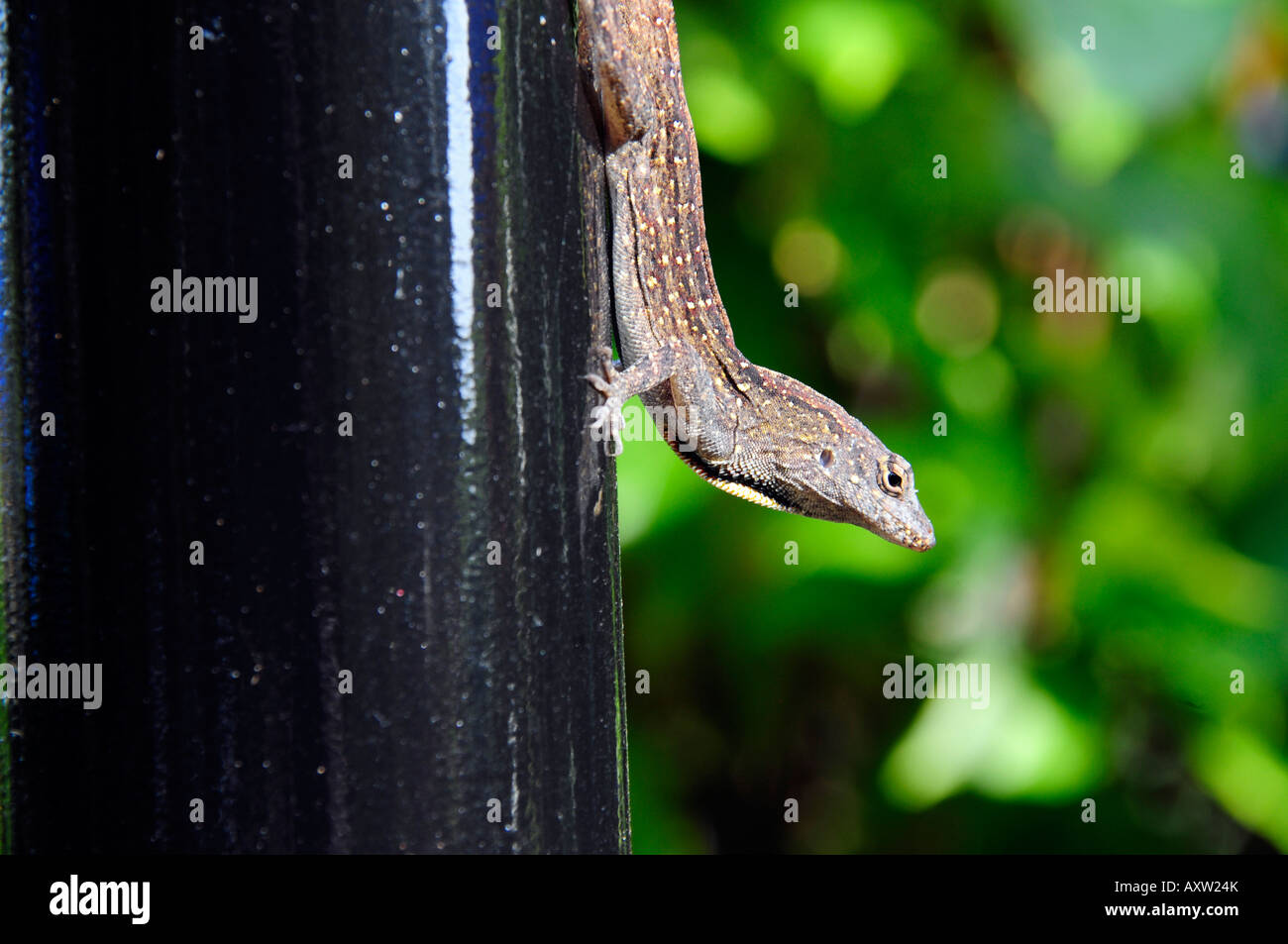 Reptile lamp hi-res stock photography and images - Alamy