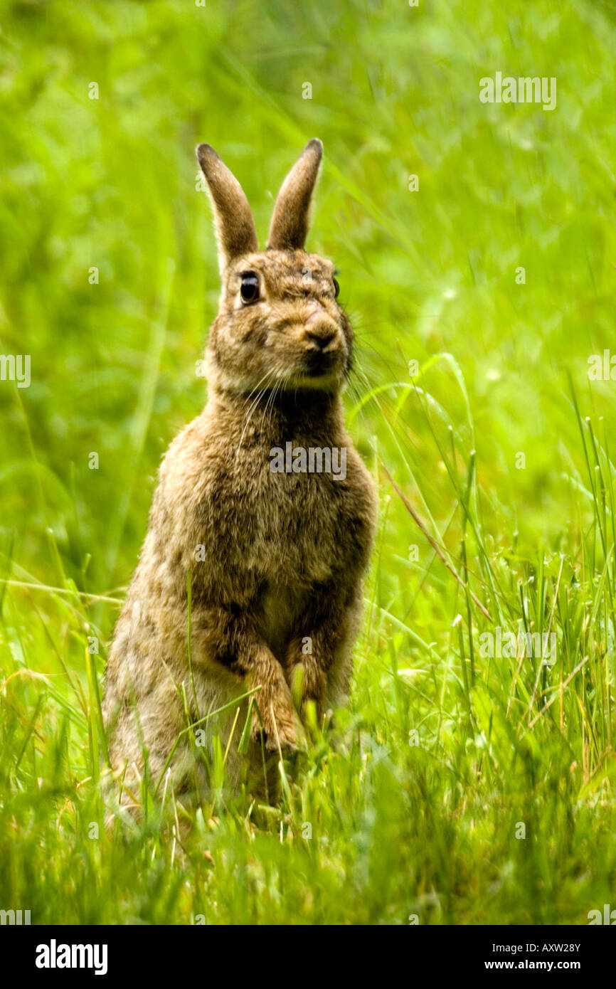 Rabbit Oryctolagus cuniculus Stock Photo - Alamy