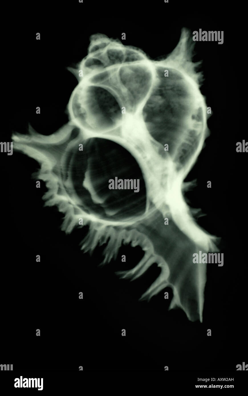 x-ray of a seashell Stock Photo - Alamy