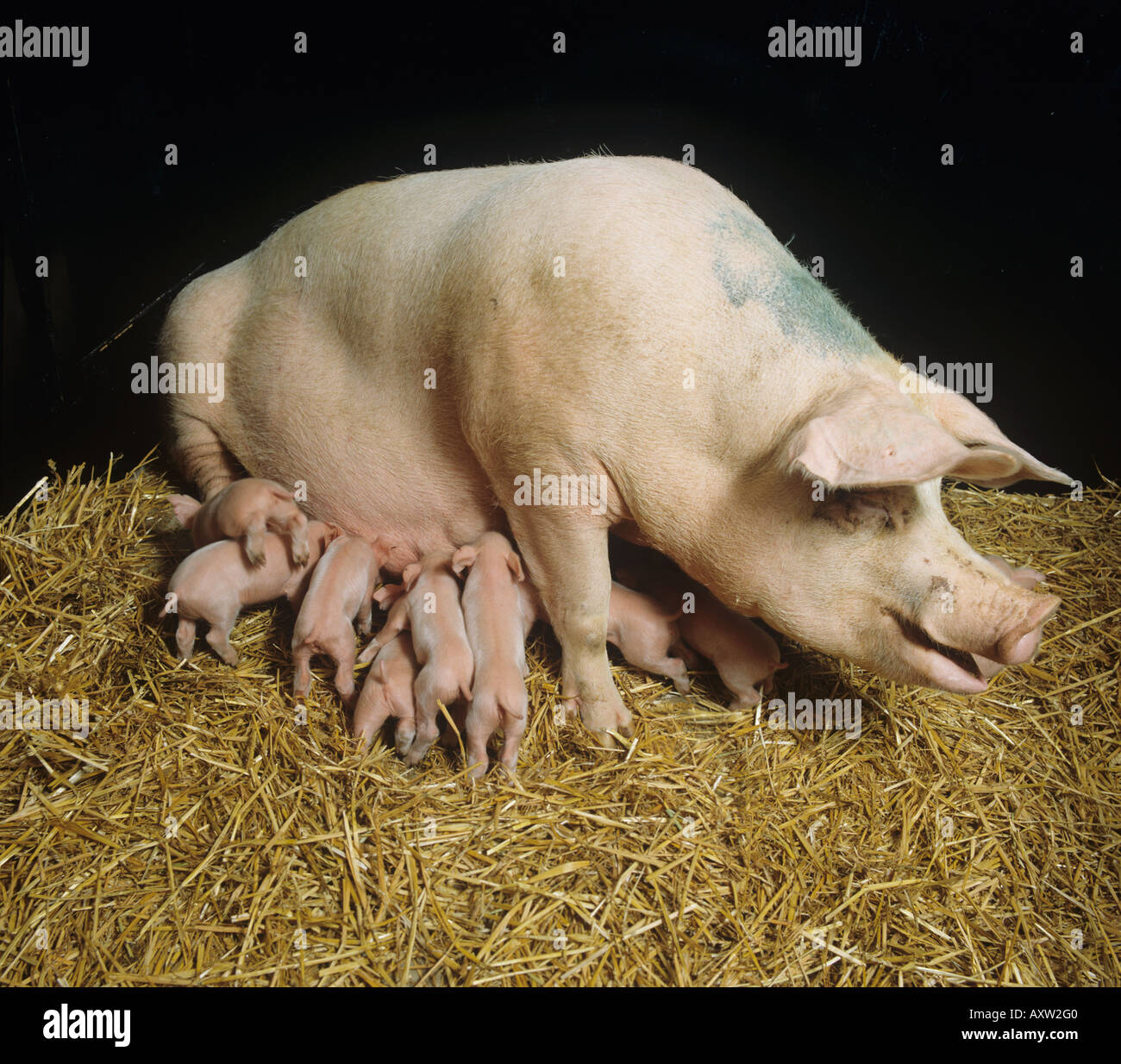 Pig with piglets hi-res stock photography and images - Alamy