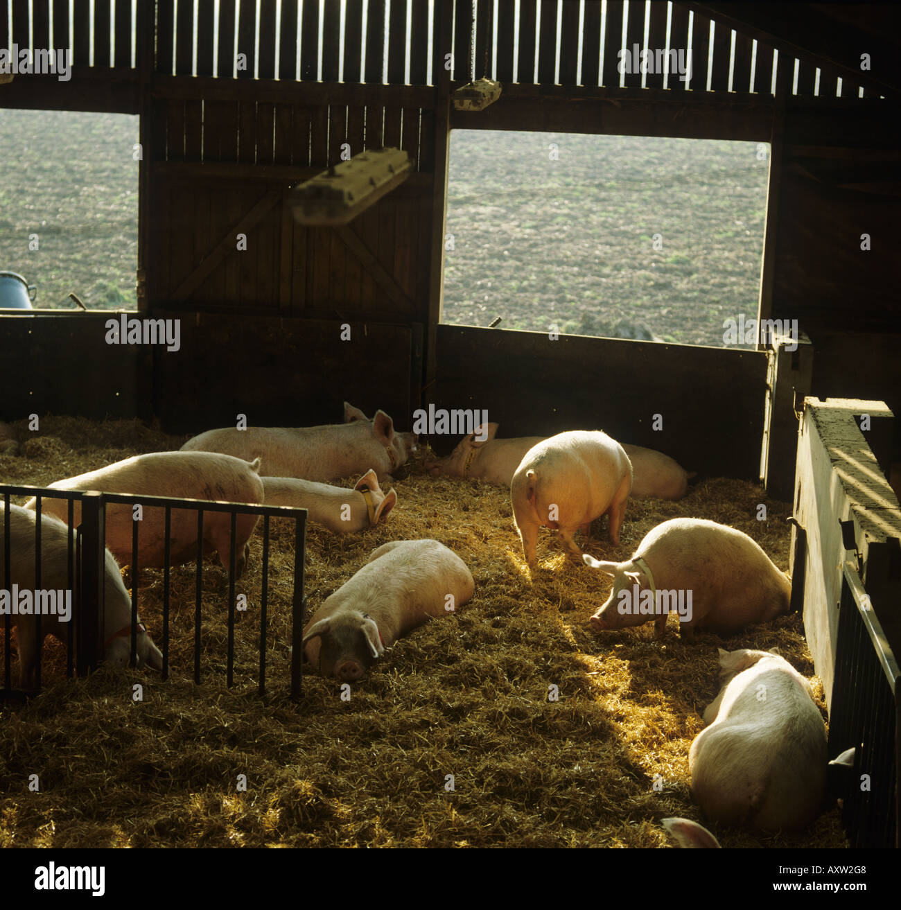 Straw pigs hi-res stock photography and images - Alamy