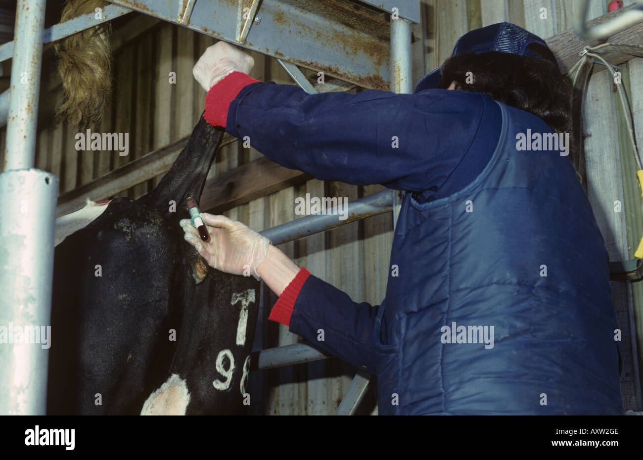 Vet taking a blood sample from the tail of a Holstein Friesian cow ...