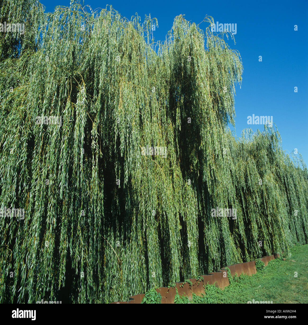 Weeping Willows Salix Babylonica High Resolution Stock Photography and Images - Alamy