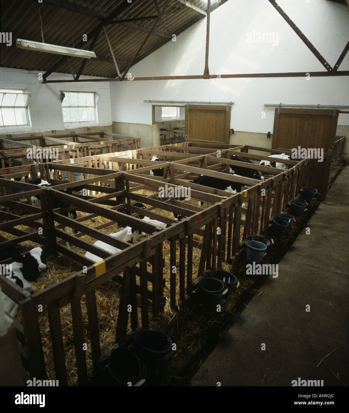 Holstein Friesian calves in individual pens in a calf house Stock Photo ...