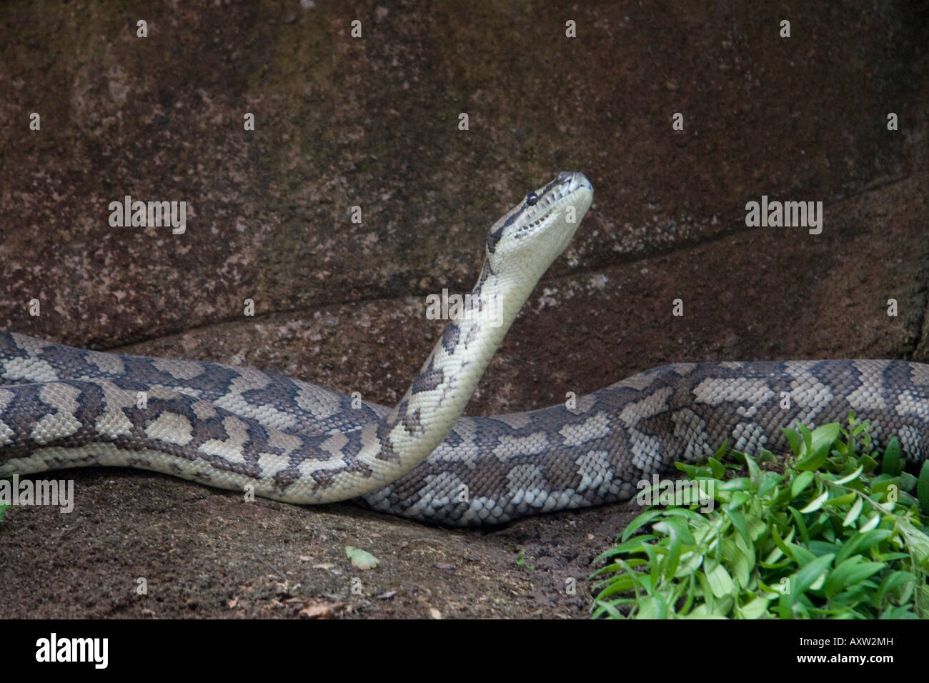 snake rise head Stock Photo - Alamy