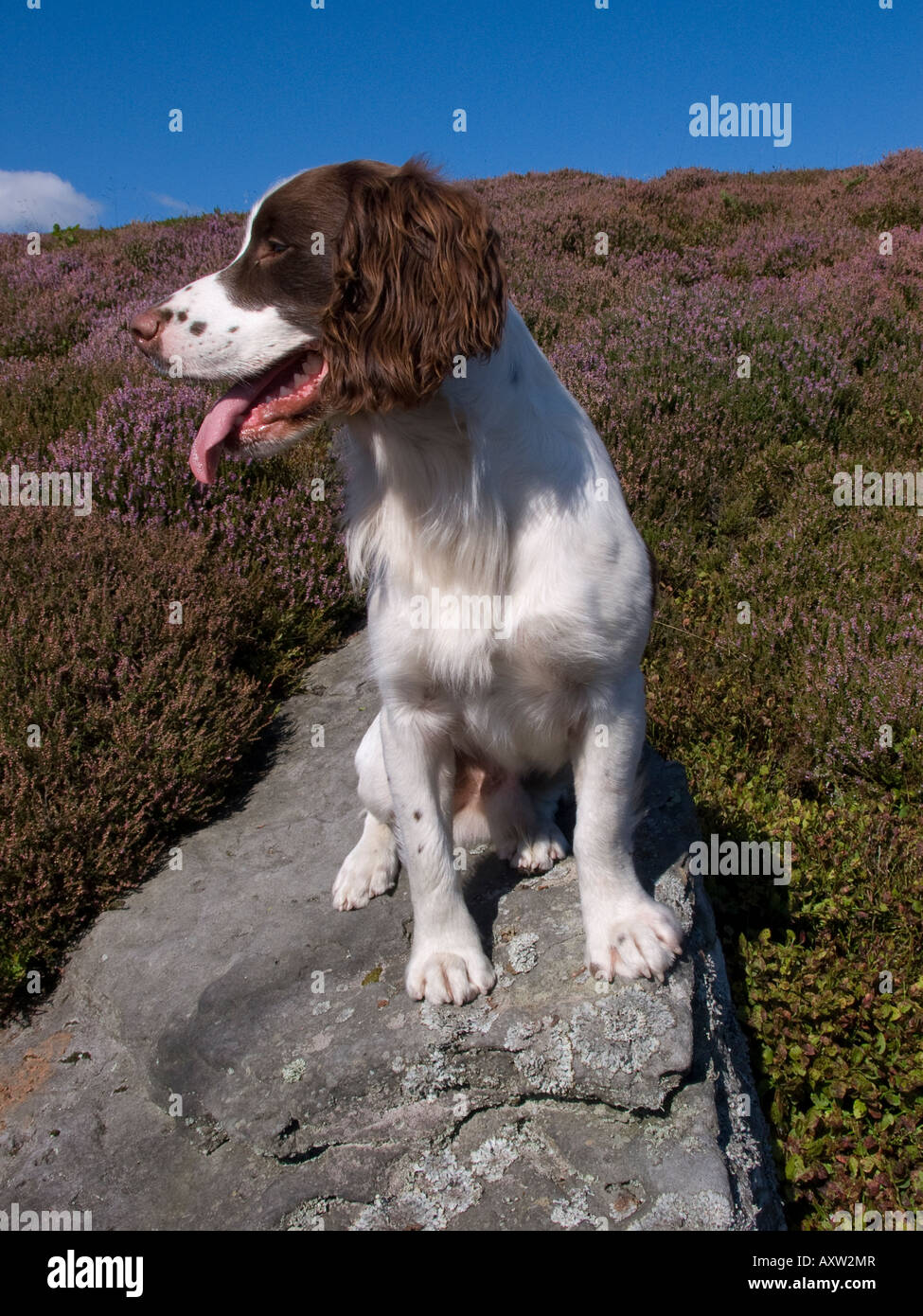 Liver english springer spaniel hi-res stock photography and images - Alamy