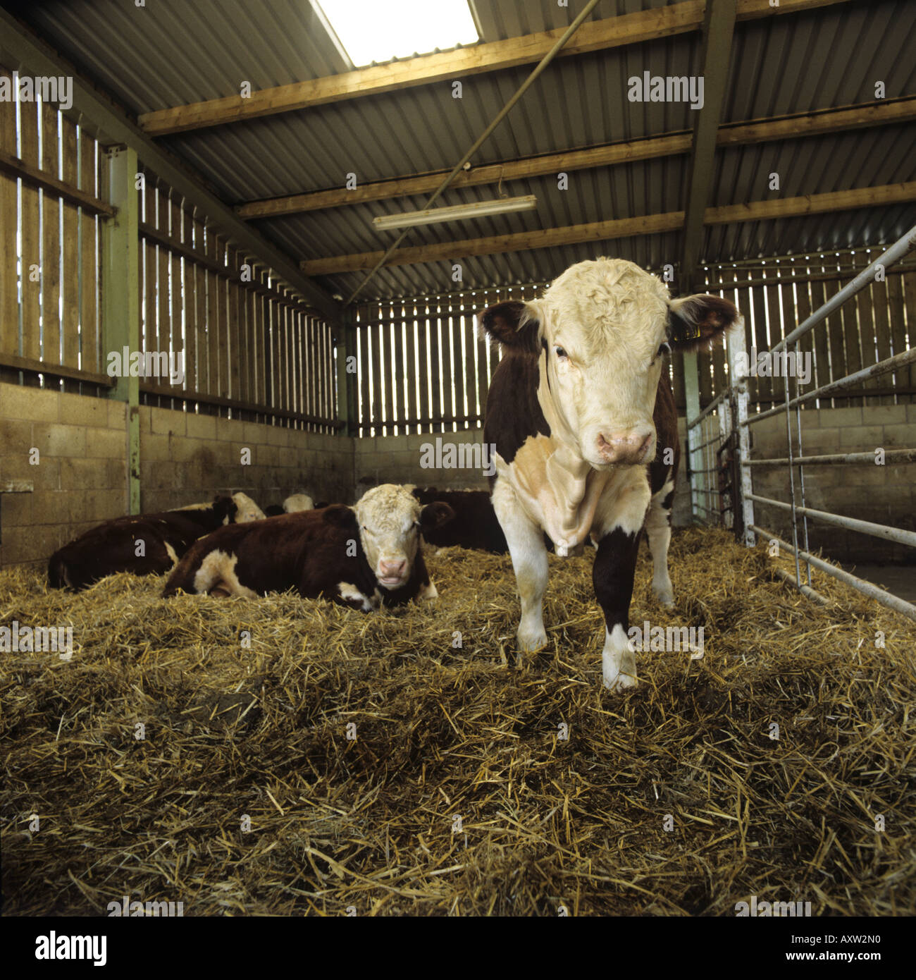 Beef bull hi-res stock photography and images - Alamy