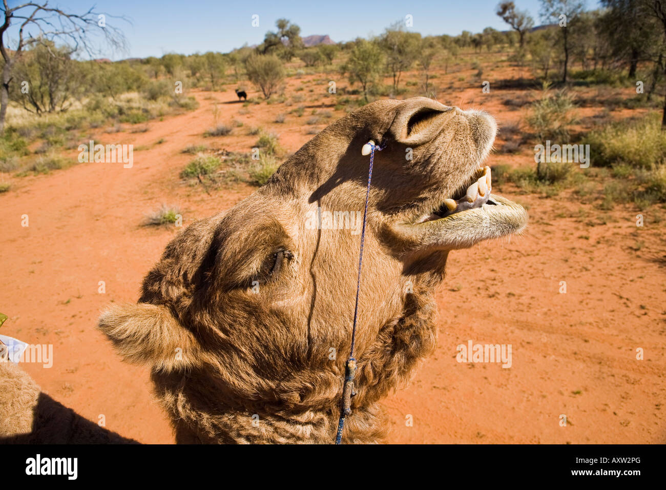 Camel riding in Australia Stock Photo - Alamy