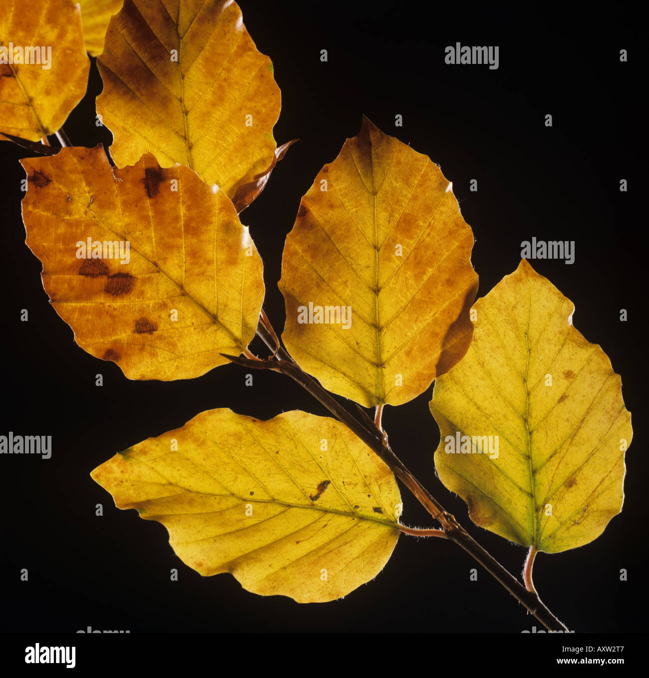 Beech Fagus sylvatica leaves with senescing golden autumn colour Stock ...