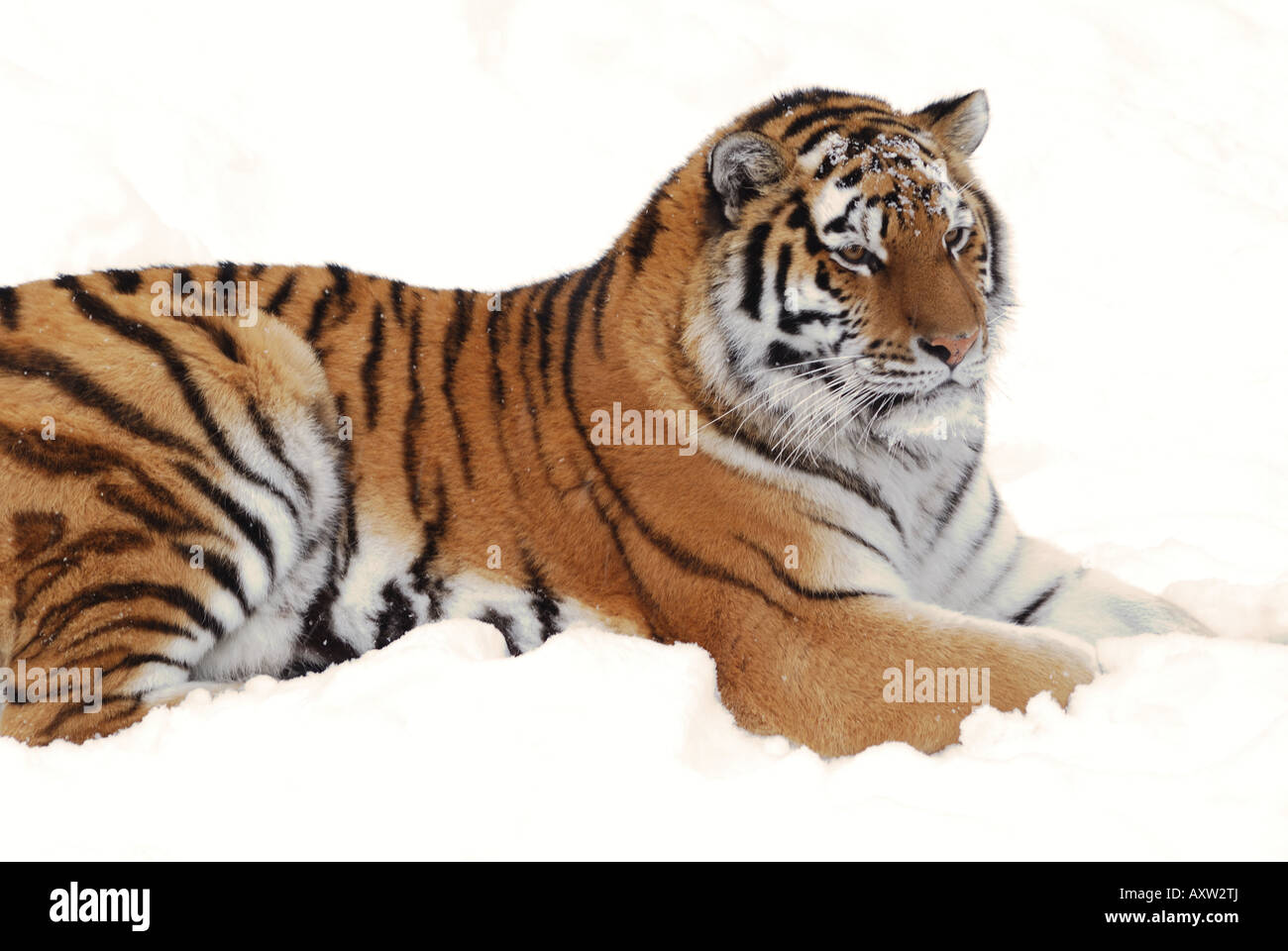 Tigri hi-res stock photography and images - Alamy