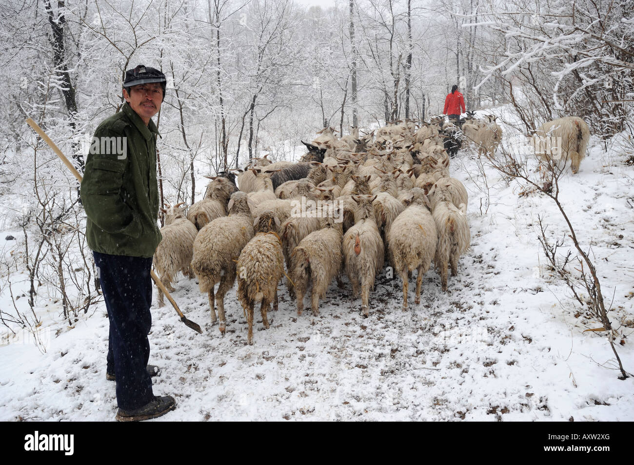 A farmer shepherd herds sheep in a village in Chicheng county, Hebei ...