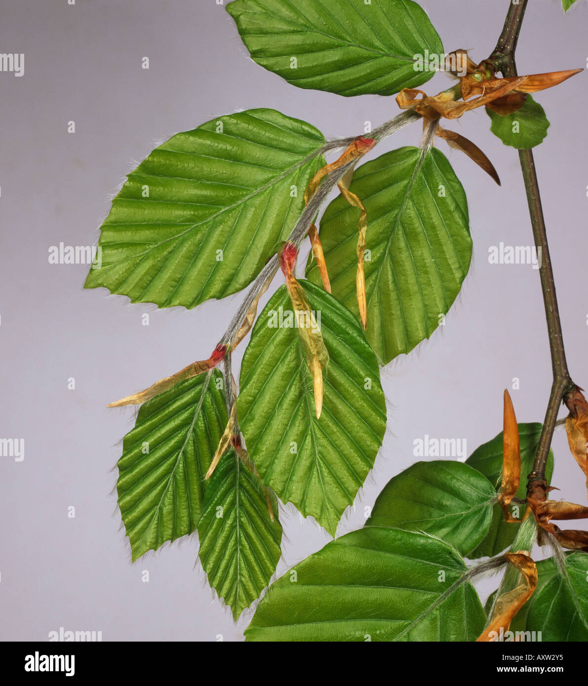 Young spring leaves of beech Fagus sylvatica on white background Stock ...