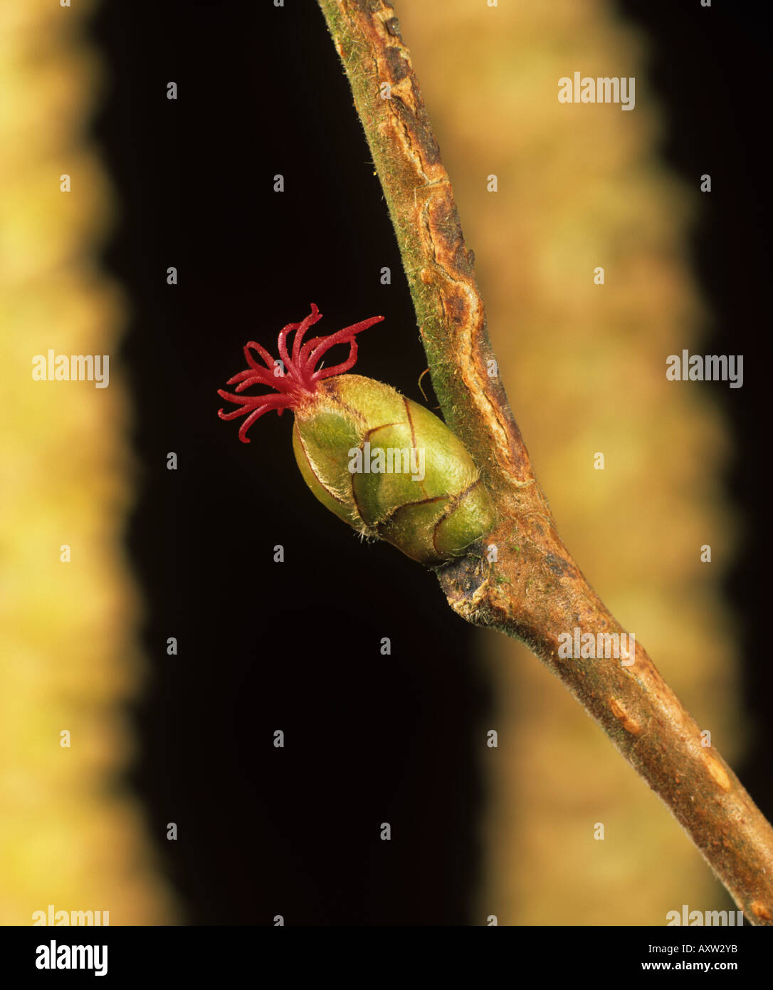 Female flower of hazel Corylus avellana Stock Photo - Alamy