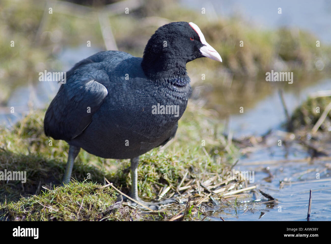 A coot by water's edge Stock Photo - Alamy