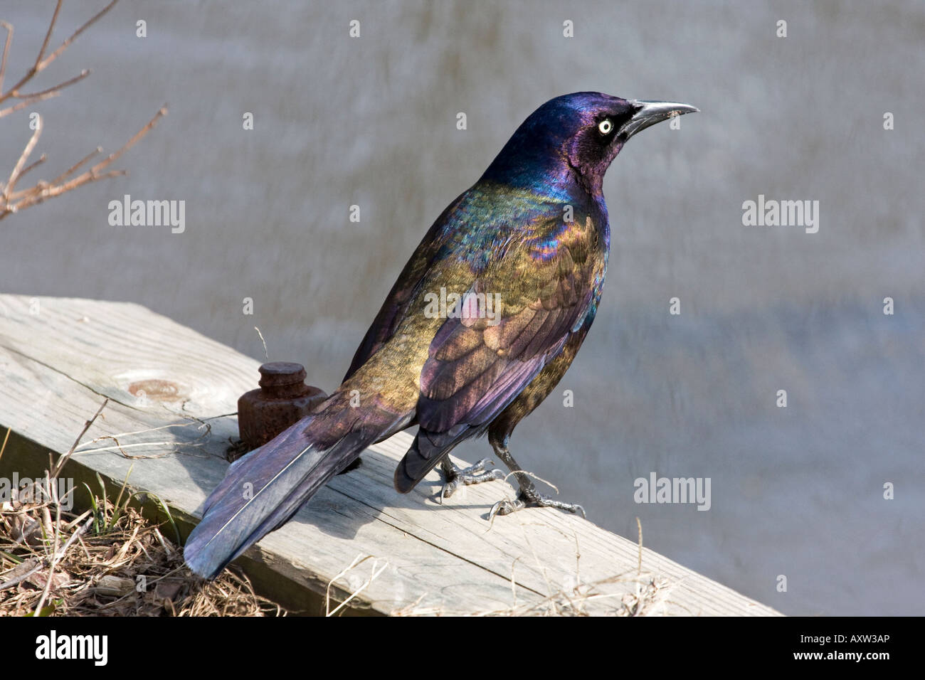 Common grackles hi-res stock photography and images - Alamy