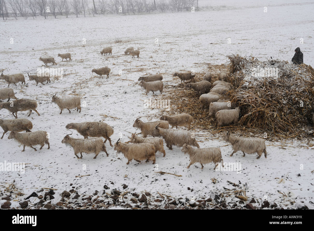 A farmer shepherd herds sheep in a village in Chicheng county, Hebei ...