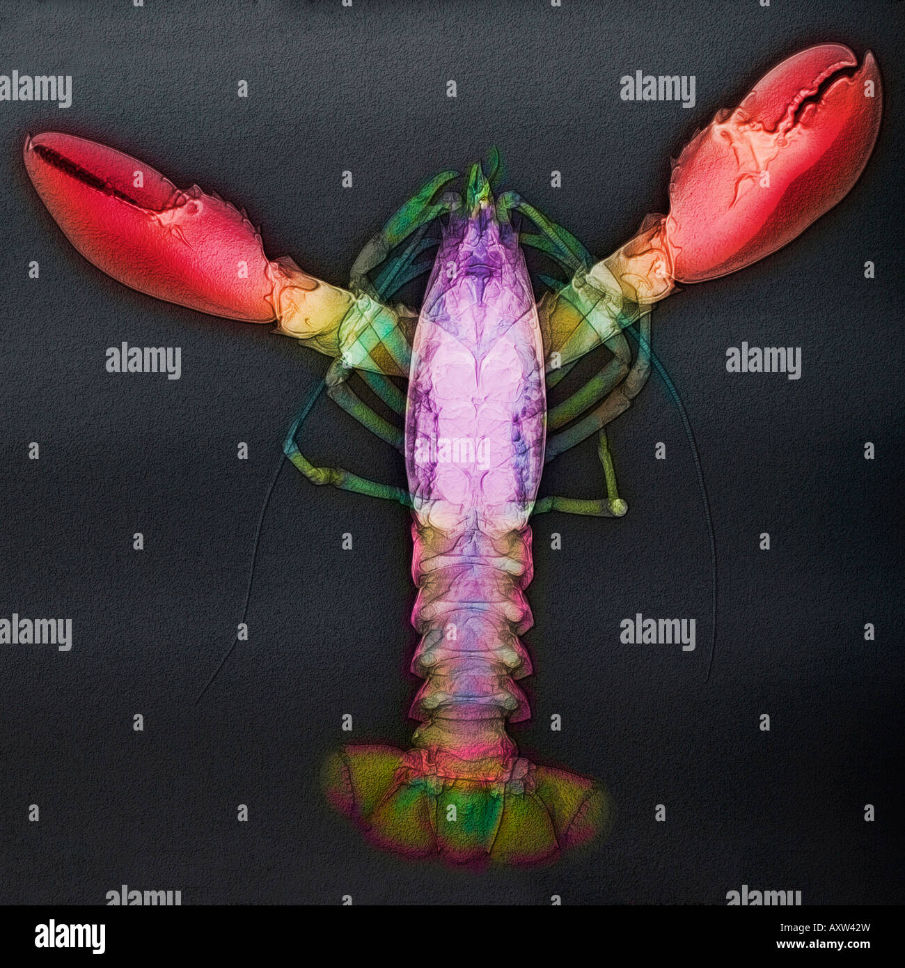digitally-enhanced x-ray of a lobster Stock Photo - Alamy