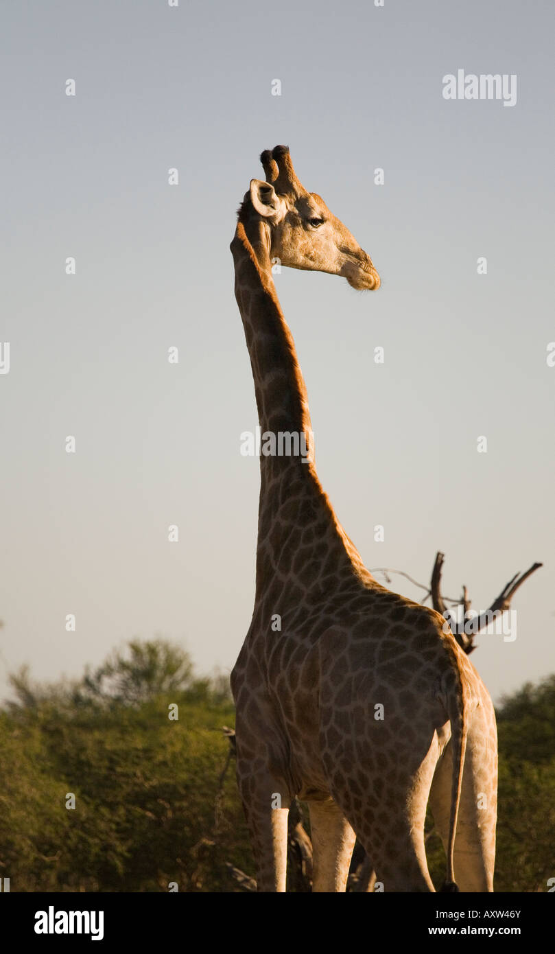 A giraffe Giraffa camelopardalis Stock Photo - Alamy