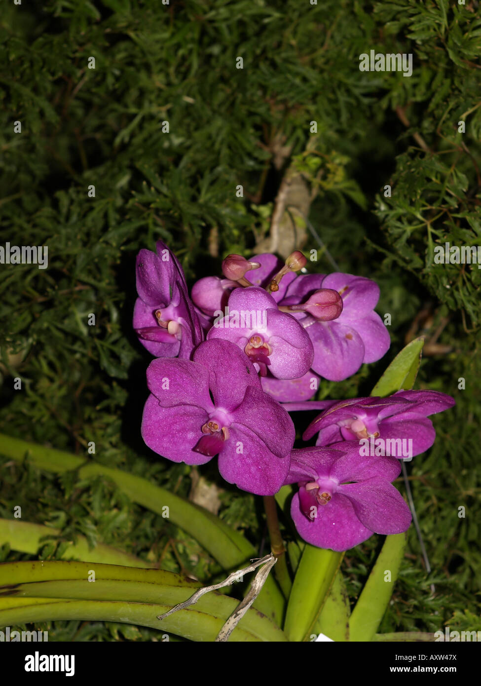 Fushia flower hi-res stock photography and images - Alamy