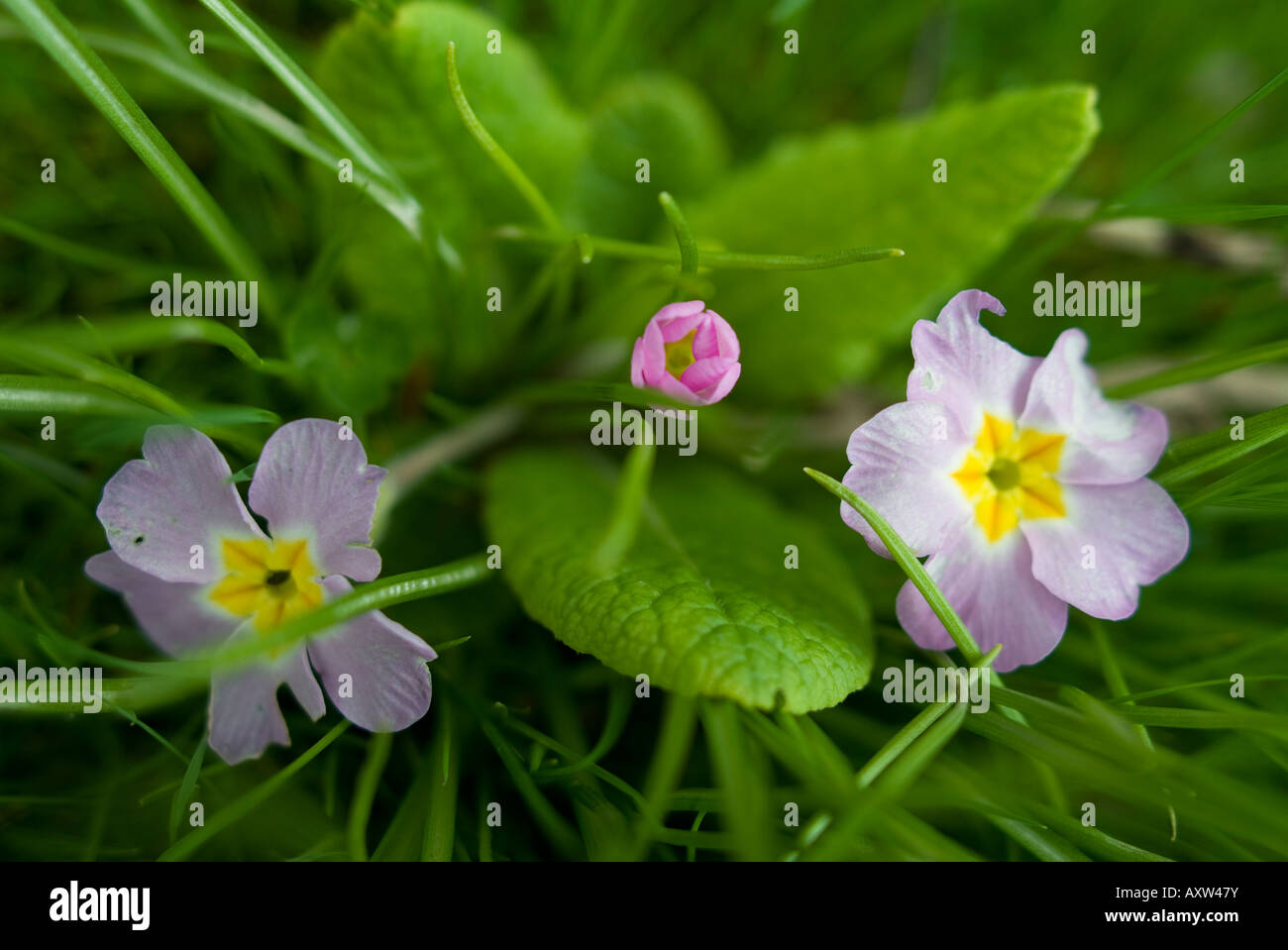 Pink primrose primula Stock Photo - Alamy