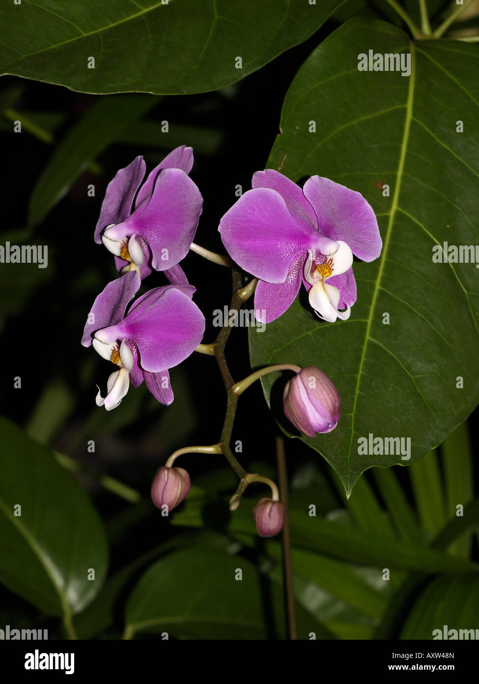 Purple Tropical Flower High Resolution Stock Photography and Images - Alamy