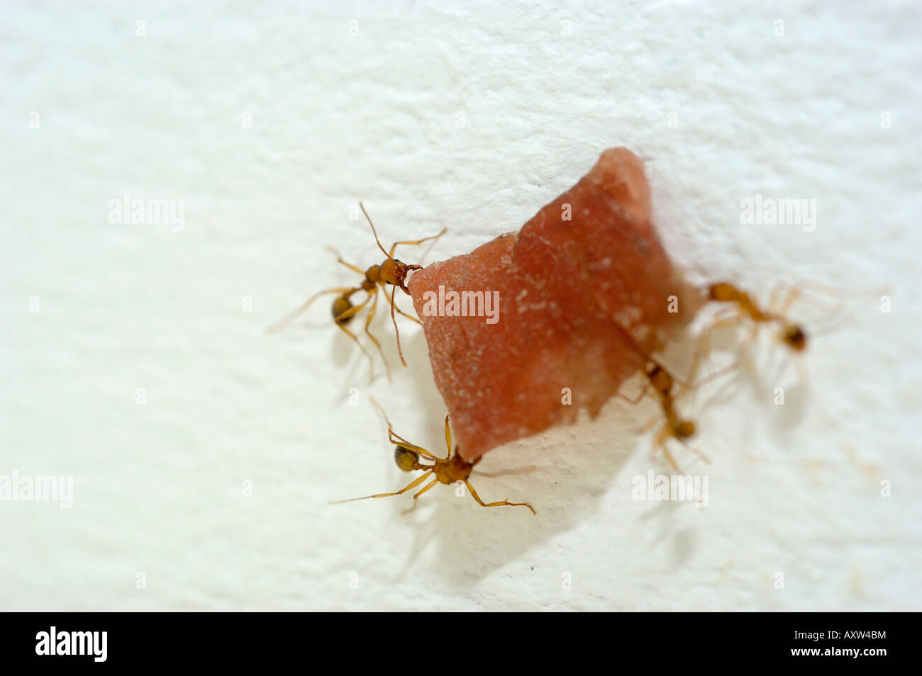 Red ants carrying food Stock Photo - Alamy