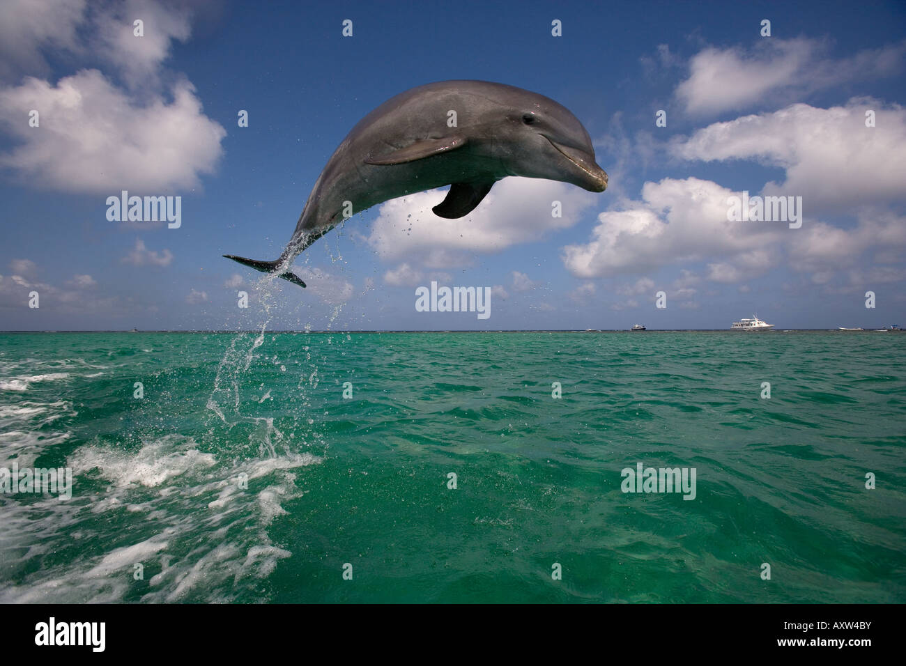 Common Bottlenose Dolphin Tursiops Truncatus Catching High Resolution Stock Photography and ...