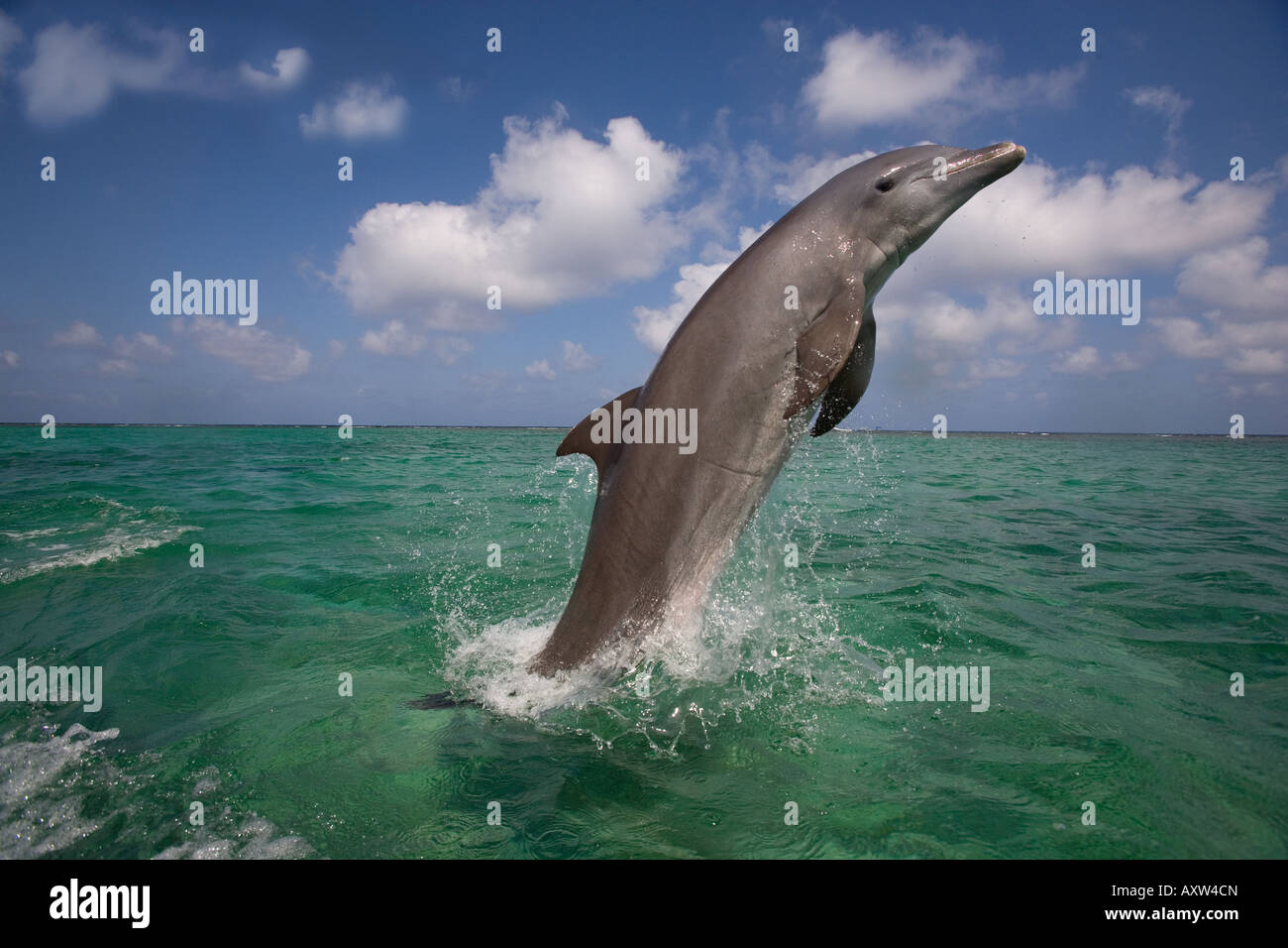 Entangled dolphin hi-res stock photography and images - Alamy