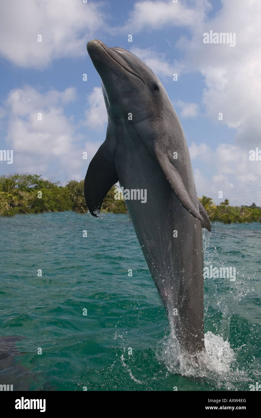 Entangled dolphin hi-res stock photography and images - Alamy