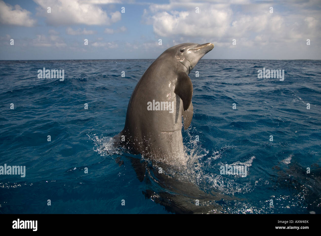 Entangled dolphin hi-res stock photography and images - Alamy