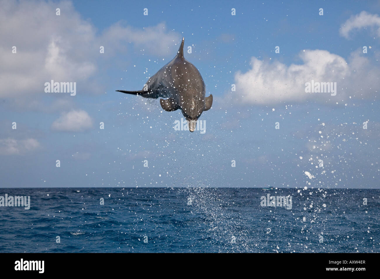 Entangled dolphin hi-res stock photography and images - Alamy